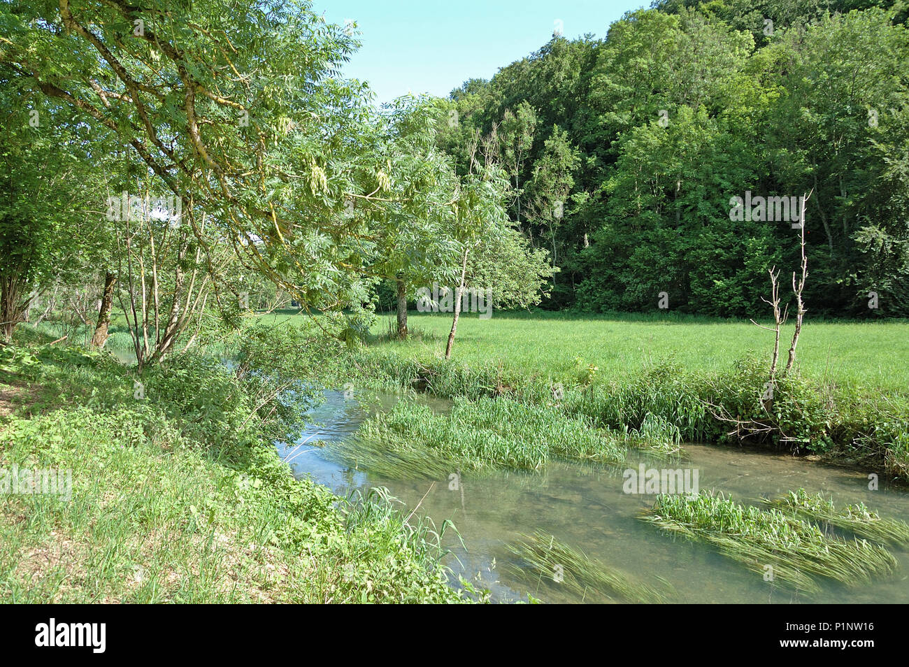 Ash willow hi-res stock photography and images - Alamy
