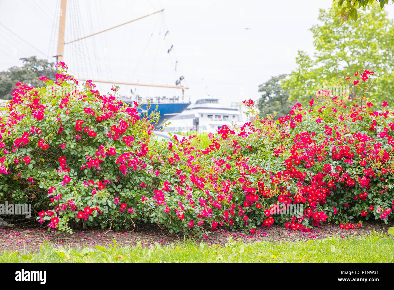 Beautiful colorful roses hi-res stock photography and images - Alamy