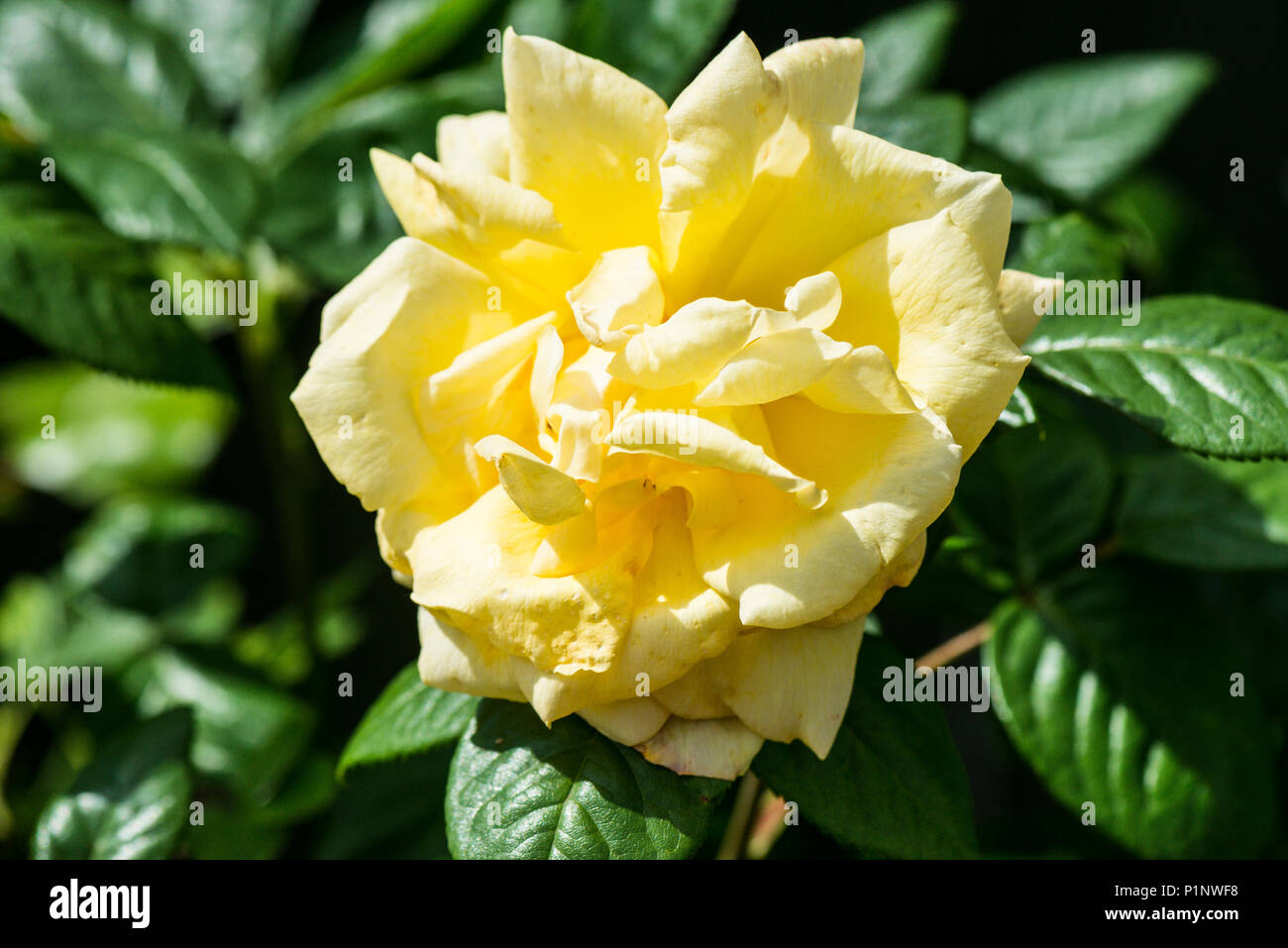 Golden showers hi-res stock photography and images - Alamy