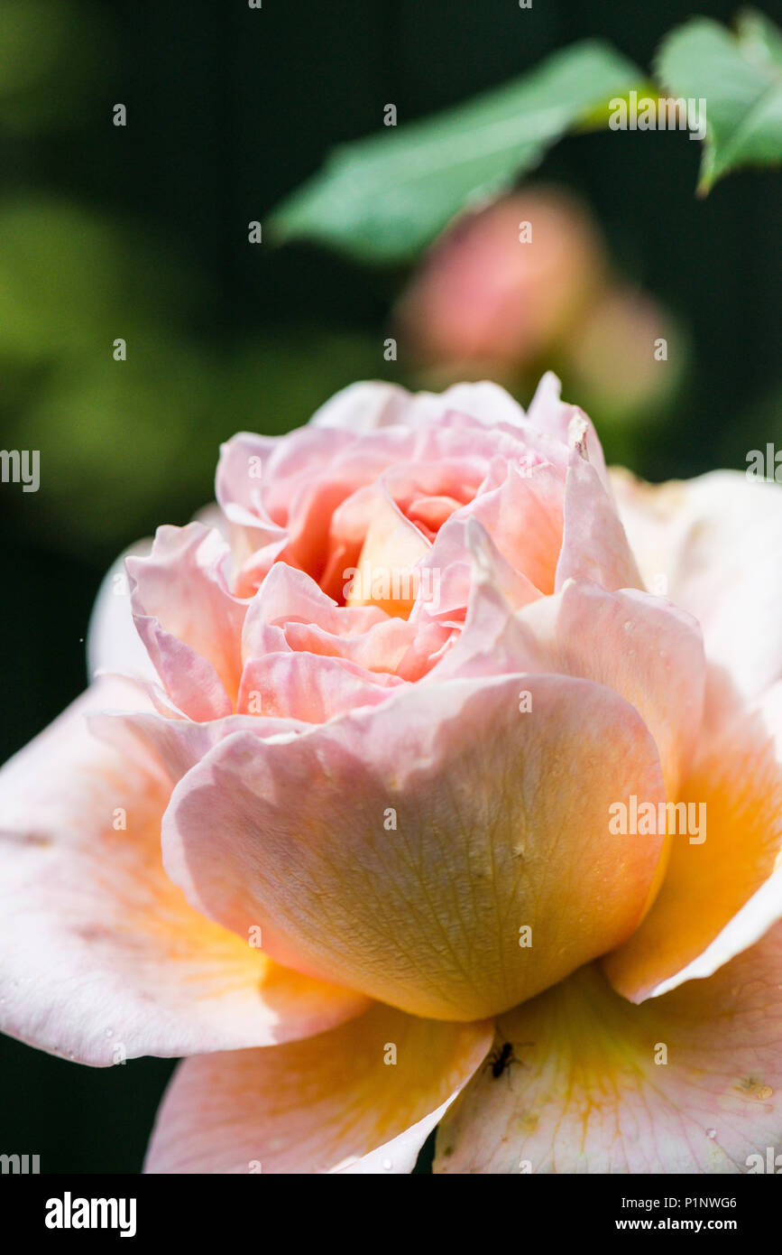 Rosa woburn abbey hi-res stock photography and images - Alamy