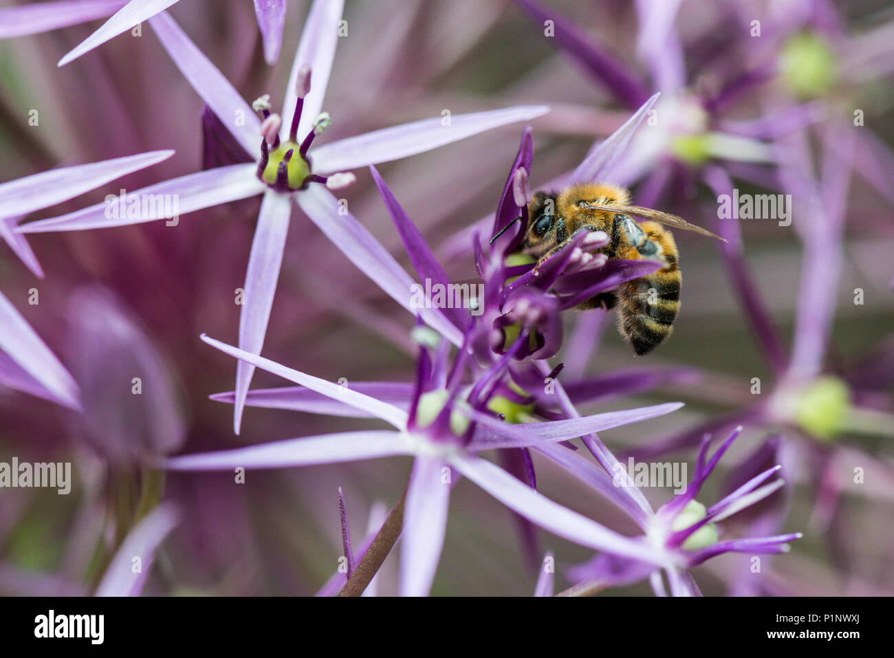 Persian insect flower hi-res stock photography and images - Alamy