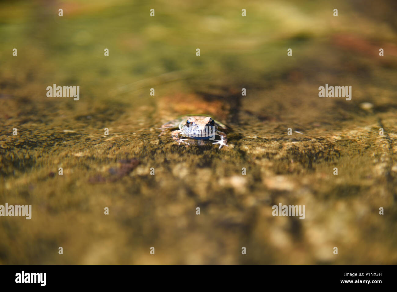 Wild Frog enjoying the Pools at Mac Mac Pools, South Africa Stock Photo ...