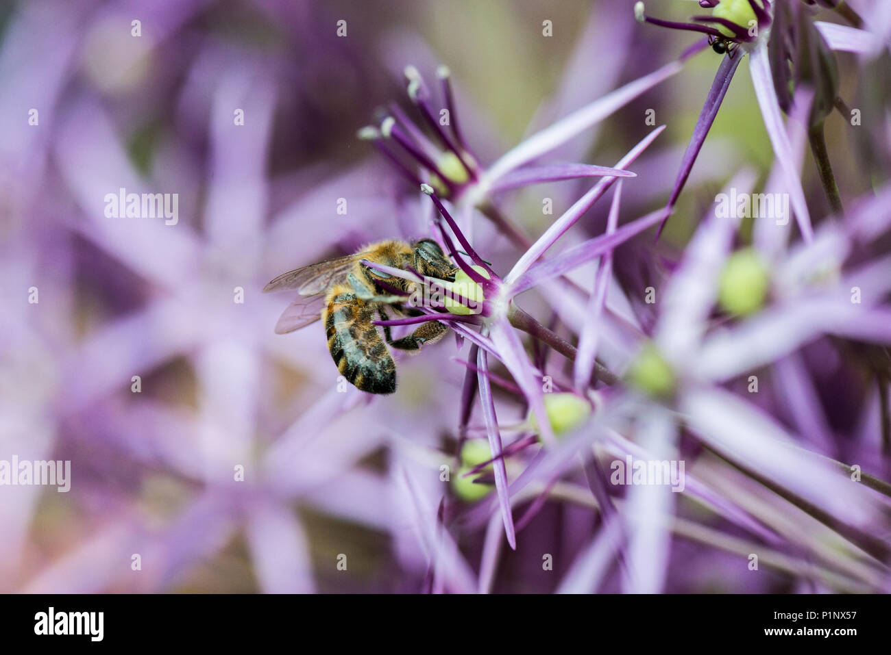 Persian insect flower hi-res stock photography and images - Alamy