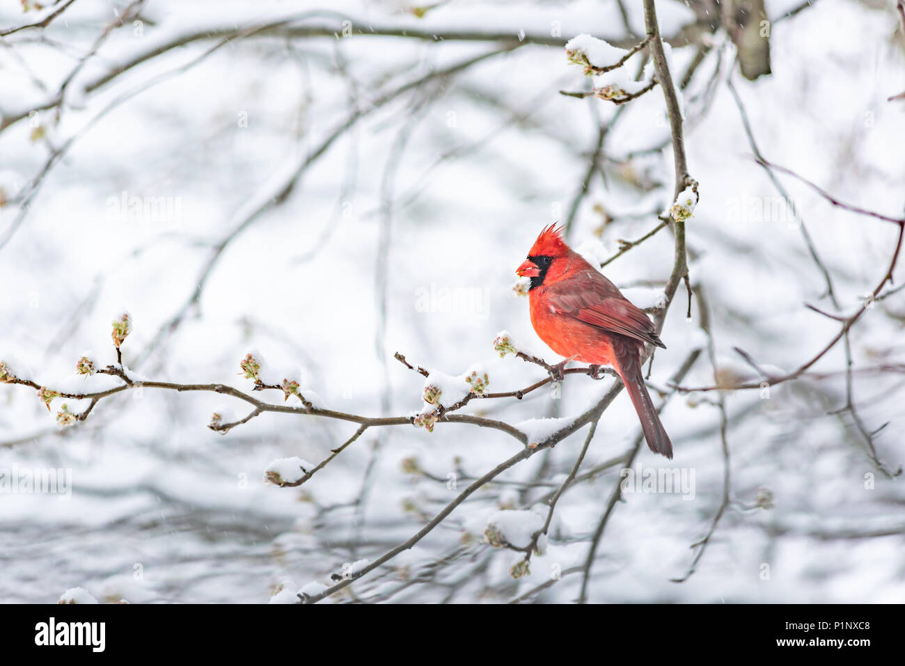 Red cardinal snow hi-res stock photography and images - Alamy