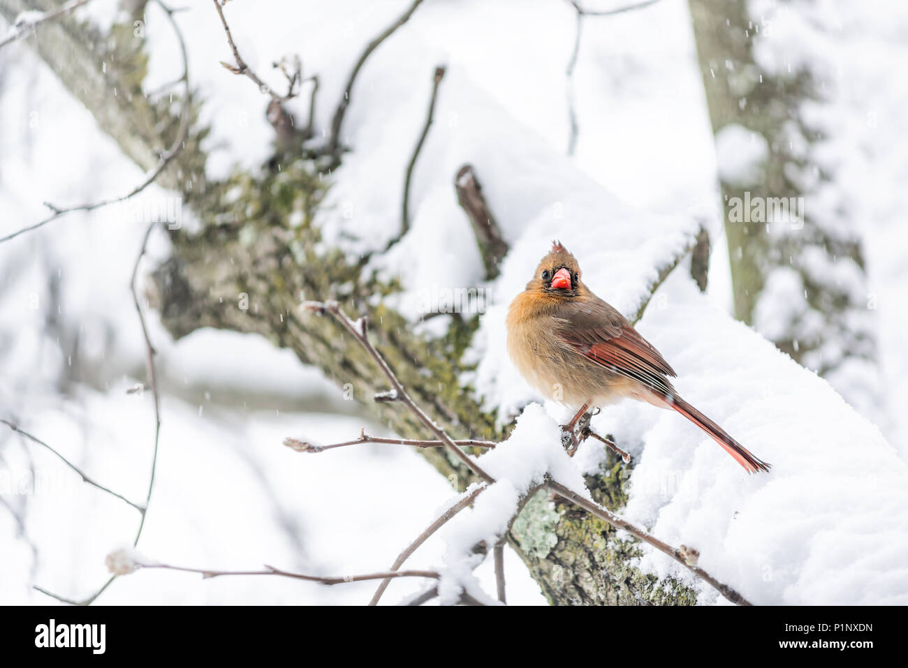Puffed Up Bird High Resolution Stock Photography and Images - Alamy