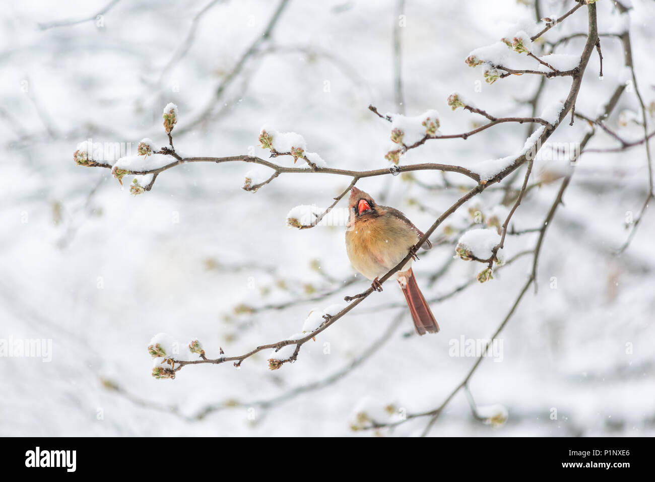 Puffed up angry fluffing funny one female red northern cardinal ...