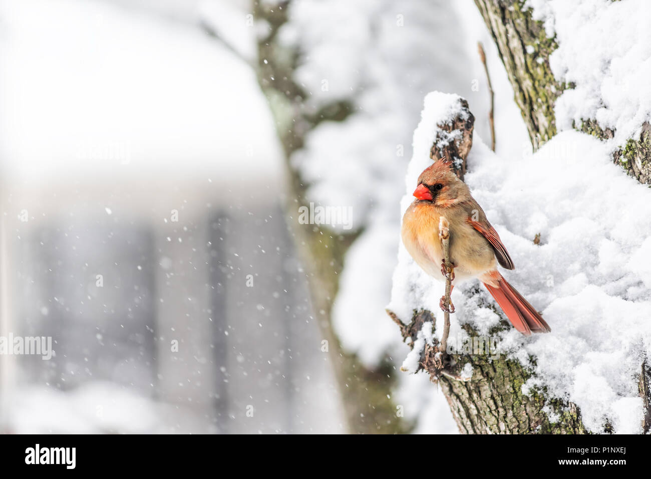 One female red northern cardinal side profile, Cardinalis, bird sitting ...