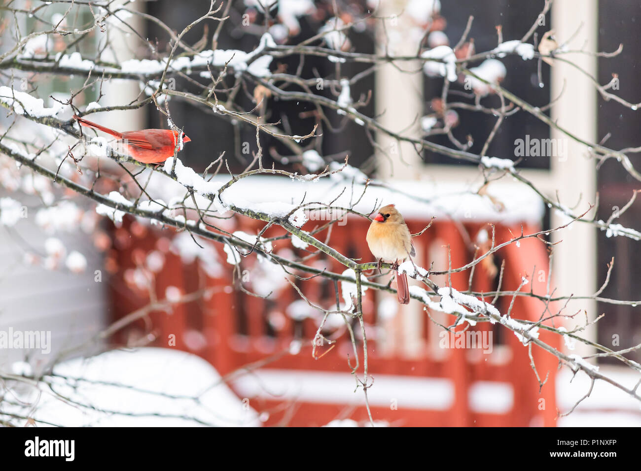 Two red northern cardinal, Cardinalis, birds couple perched on tree ...