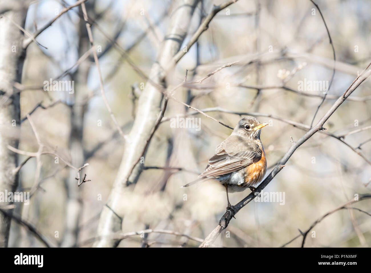 One small robin closeup bird sitting perched on tree branch during ...