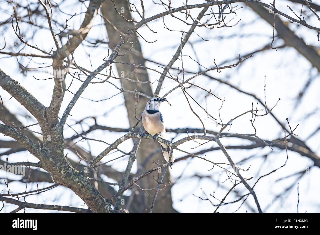Jay With Nest Material High Resolution Stock Photography and Images - Alamy