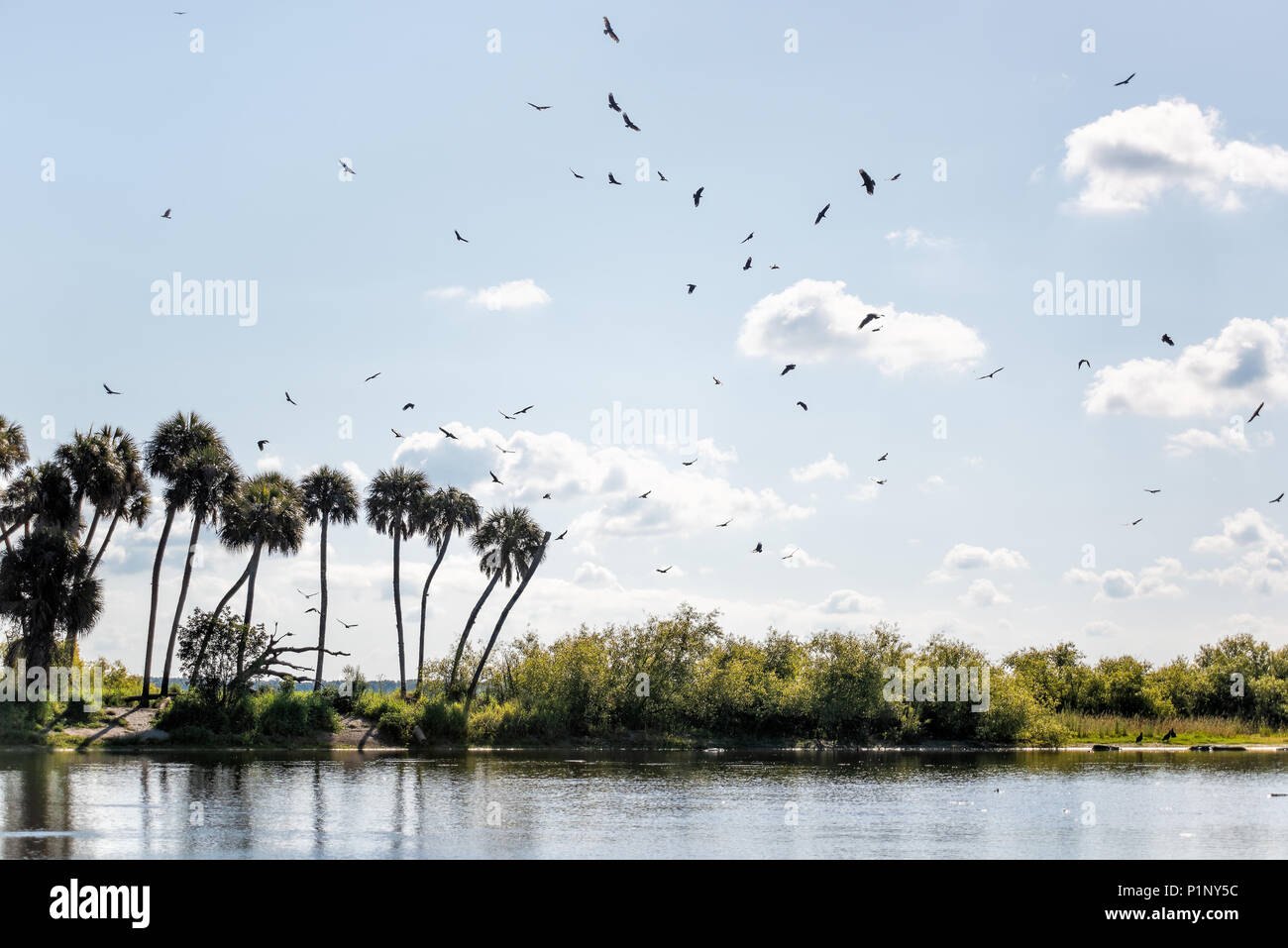 Many birds flying in sky above palm trees and deep hole famous ...