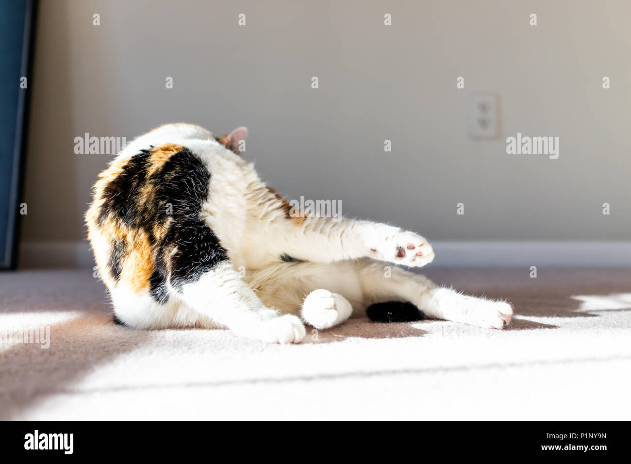Balancing cat pose hi-res stock photography and images - Alamy