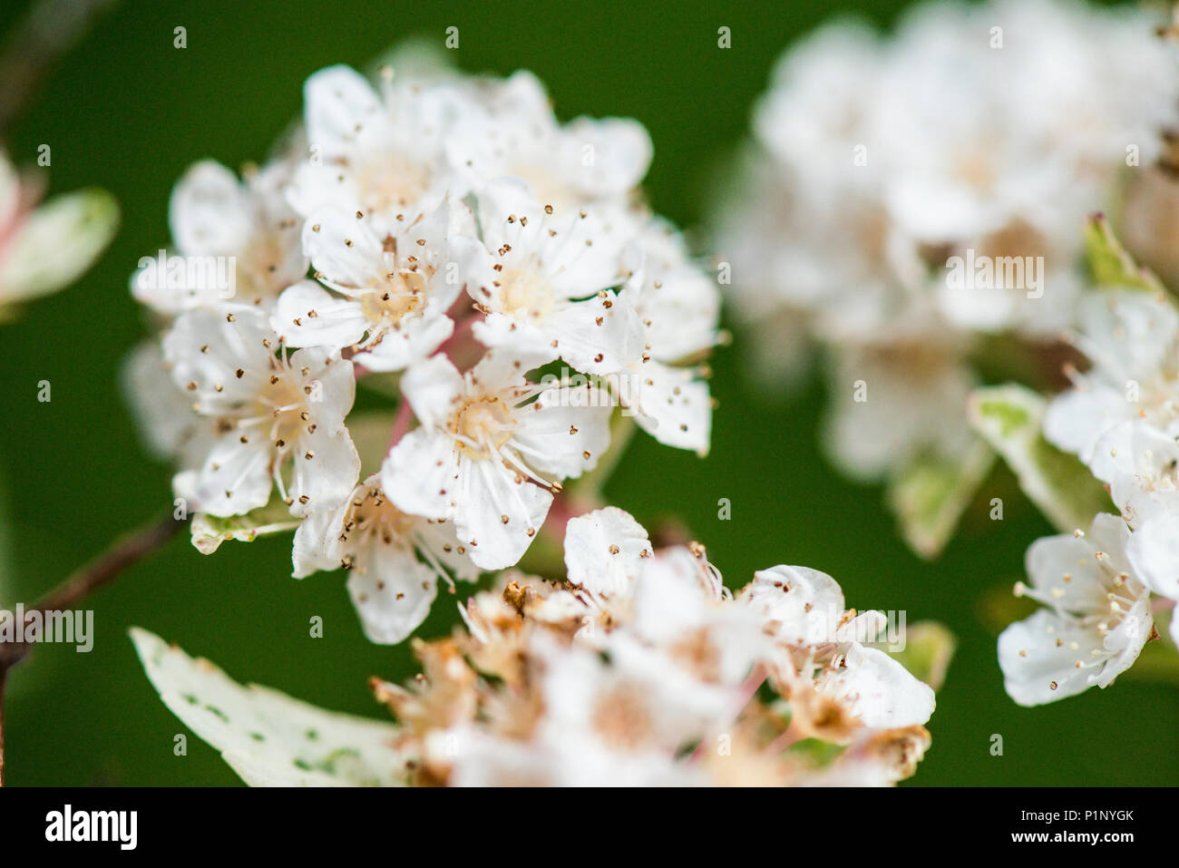 A close up of the flowers of a spiraea 'Pink Ice' (Spiraea × vanhouttei ...