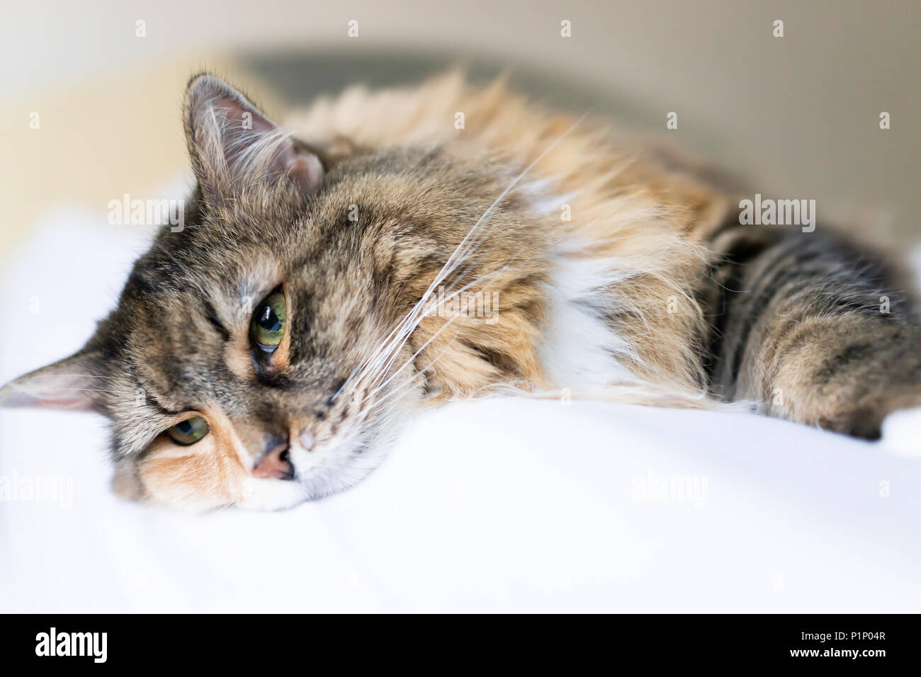 Closeup portrait of adorable sad calico maine coon cat face lying on ...