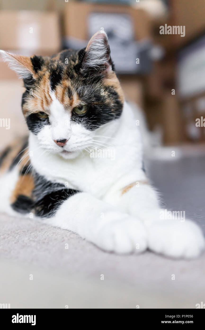 Vertical angry hi-res stock photography and images - Alamy