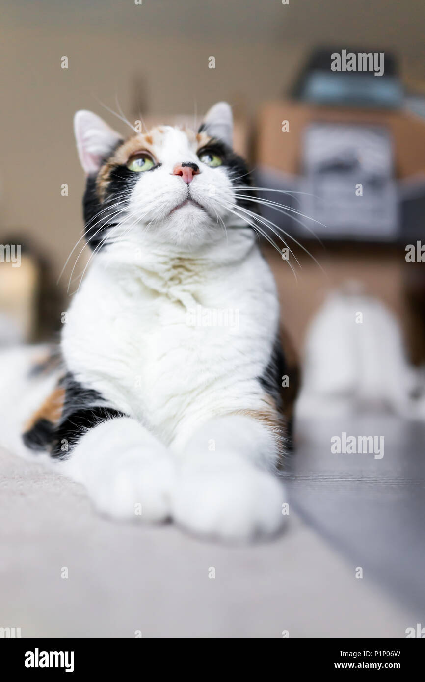 Closeup of calico cat lying down on floor in room with big eyes looking ...