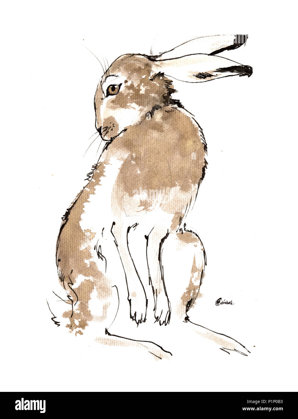 Hare hares Cut Out Stock Images & Pictures - Alamy