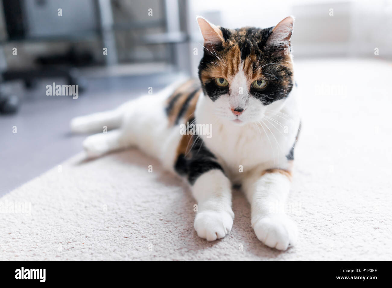 Closeup of sad calico cat lying down on floor in room with sad eyes ...
