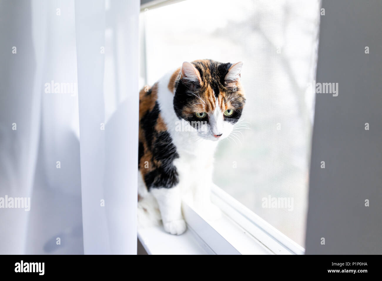 Cats sitting on window sill hi-res stock photography and images - Alamy
