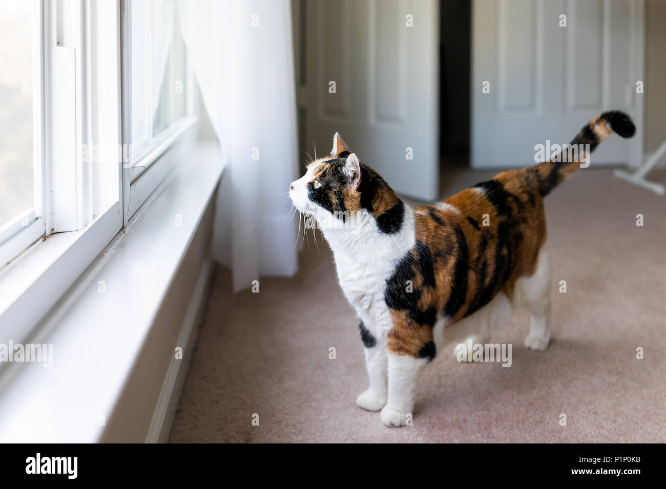 Cat Standing Looking Out Window