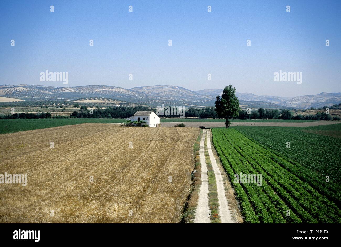 Lachar hi-res stock photography and images - Alamy