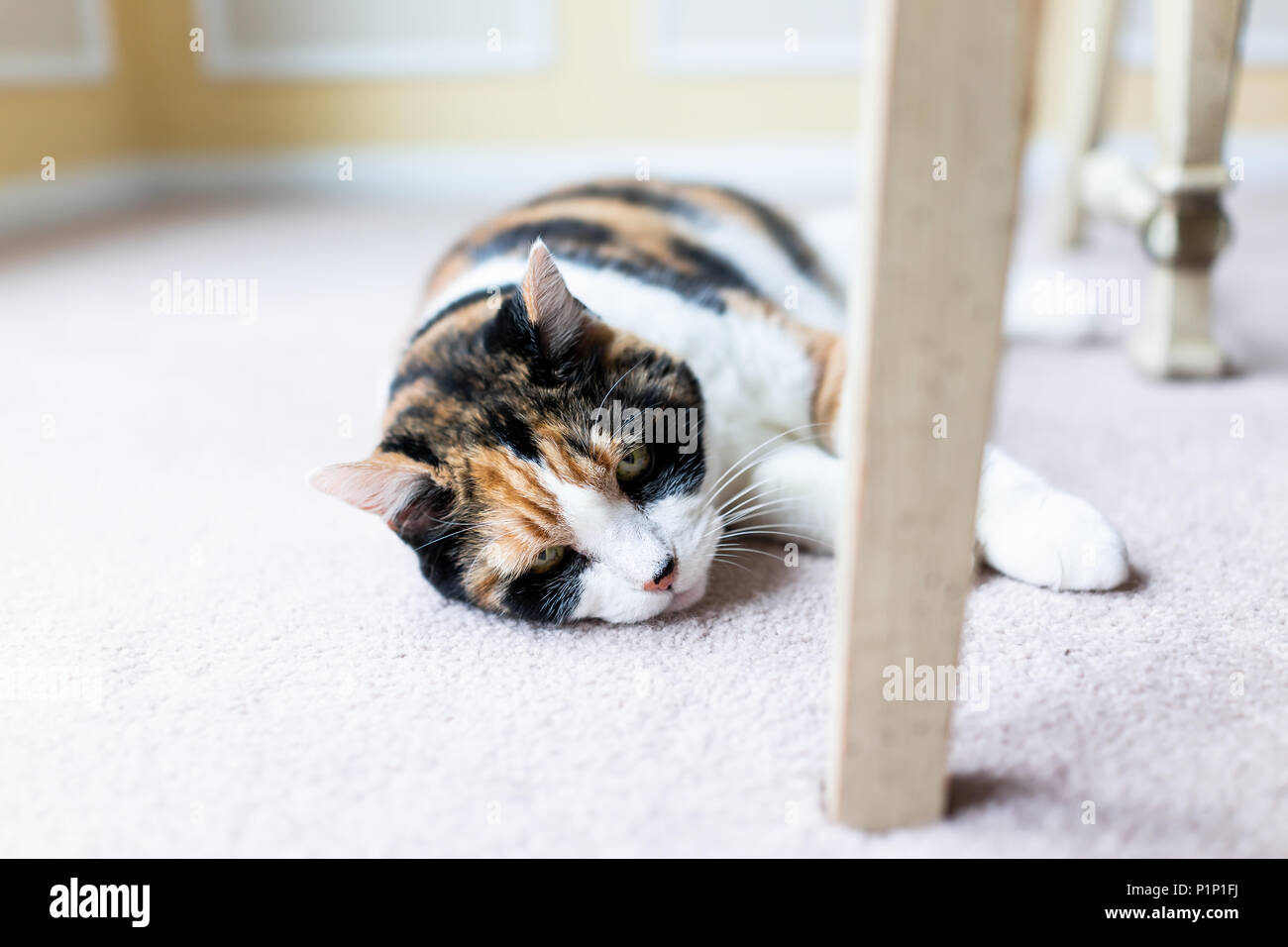 Closeup of old senior calico cat unhappy sad lying under table on ...