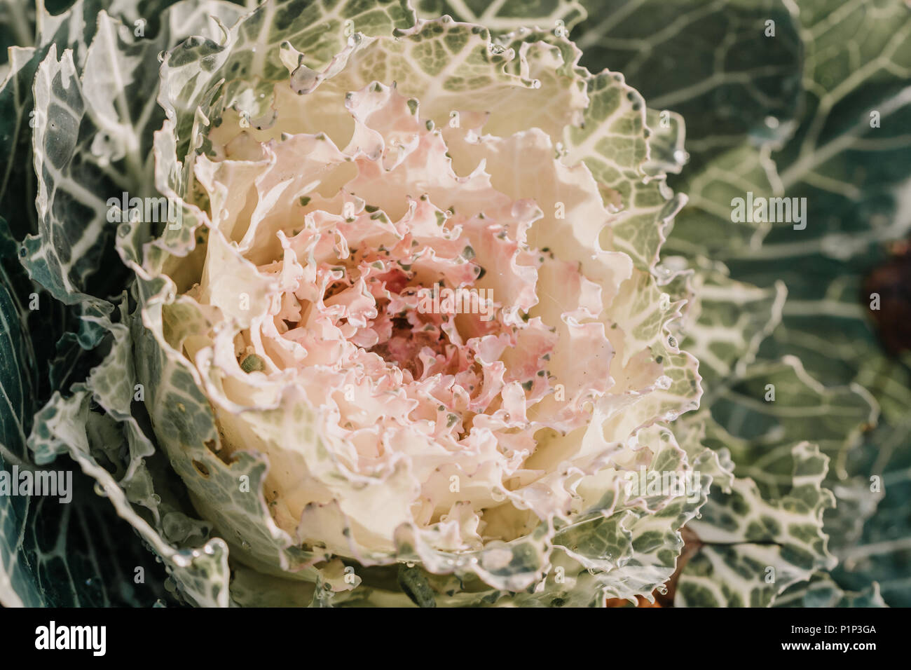 Cabbage flower hi-res stock photography and images - Alamy