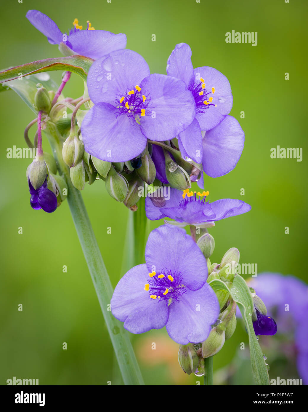 A native wildflower to the Midwestern United States, spiderwort blooms ...