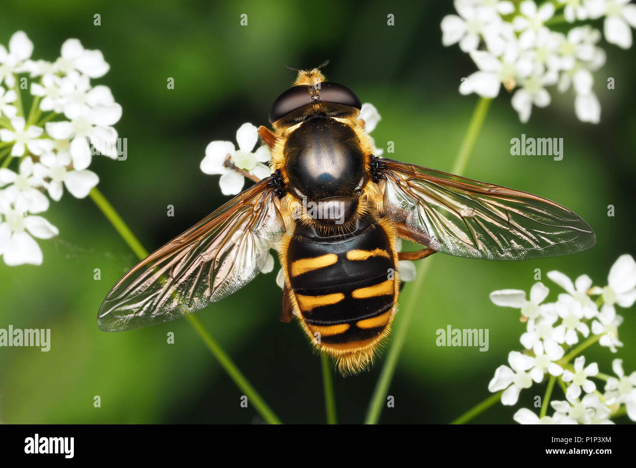 Bog hoverfly hi-res stock photography and images - Alamy