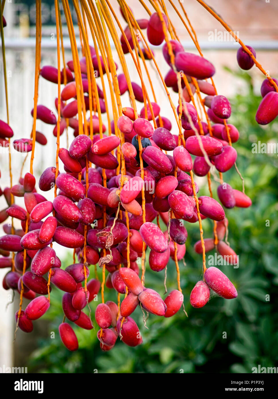 Dates Tree Stock Photos & Dates Tree Stock Images - Alamy
