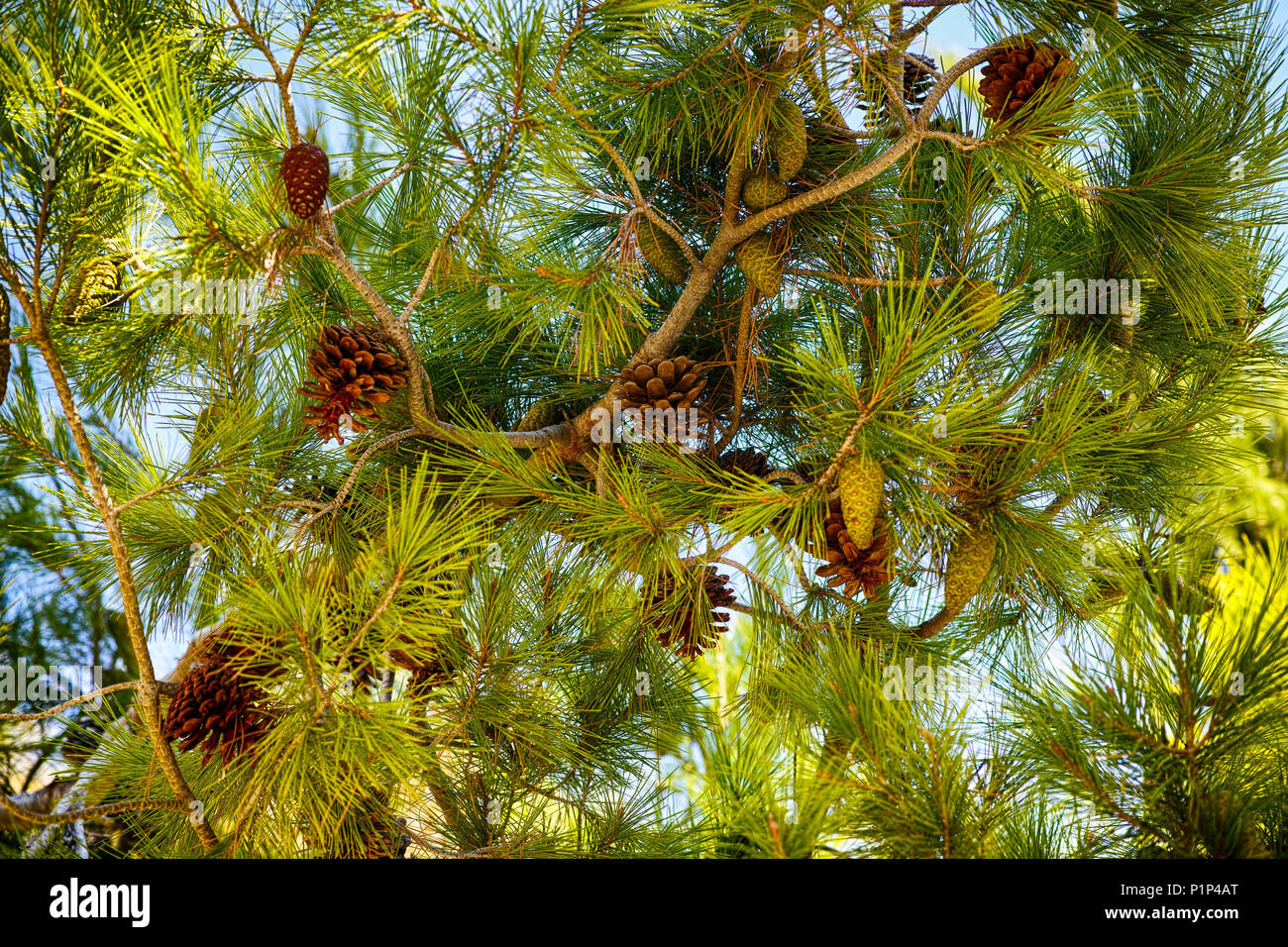 Cedar twig hi-res stock photography and images - Alamy
