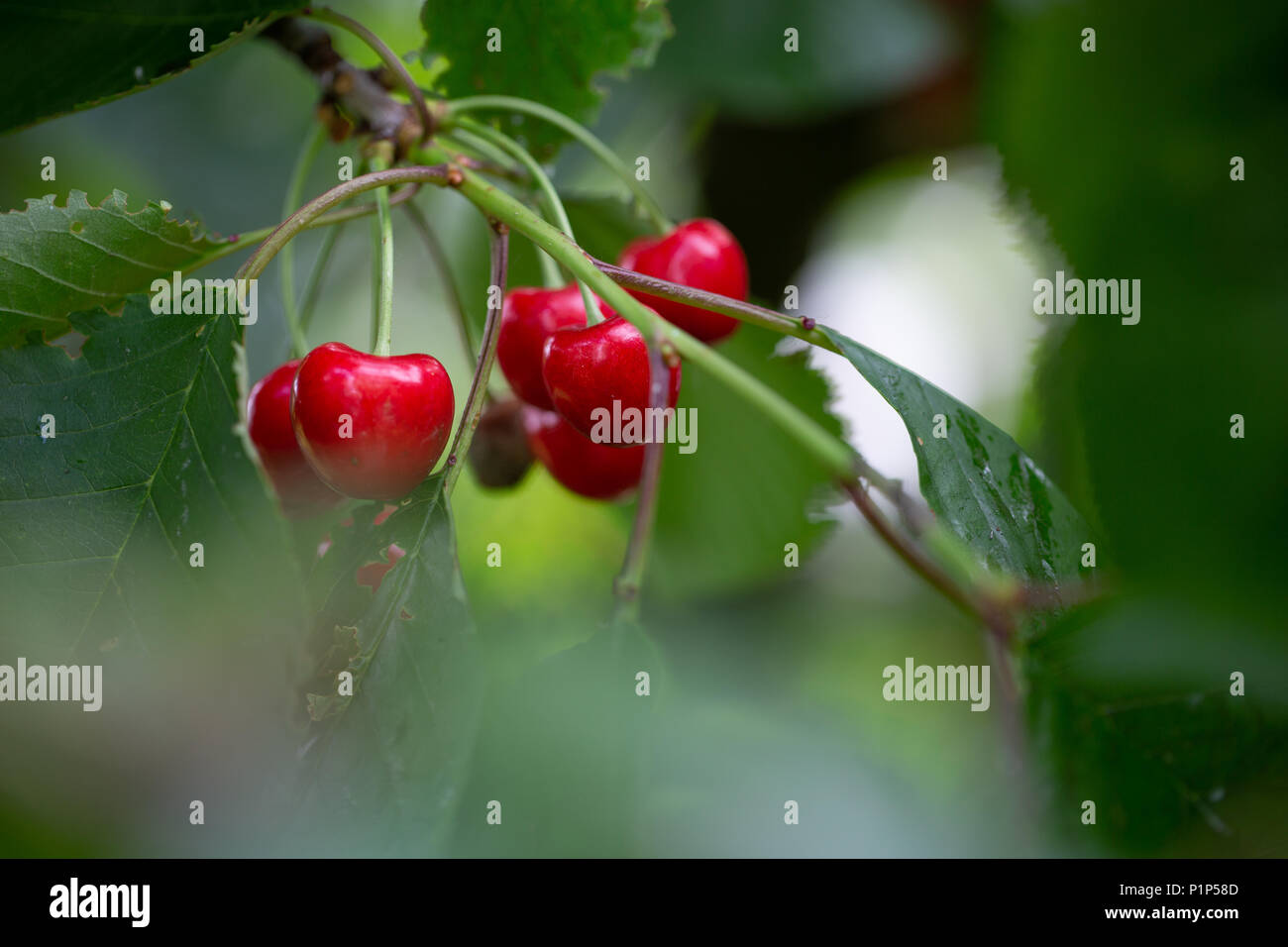 Cherry on the branch grows, ripened red cherry at the garden Stock ...