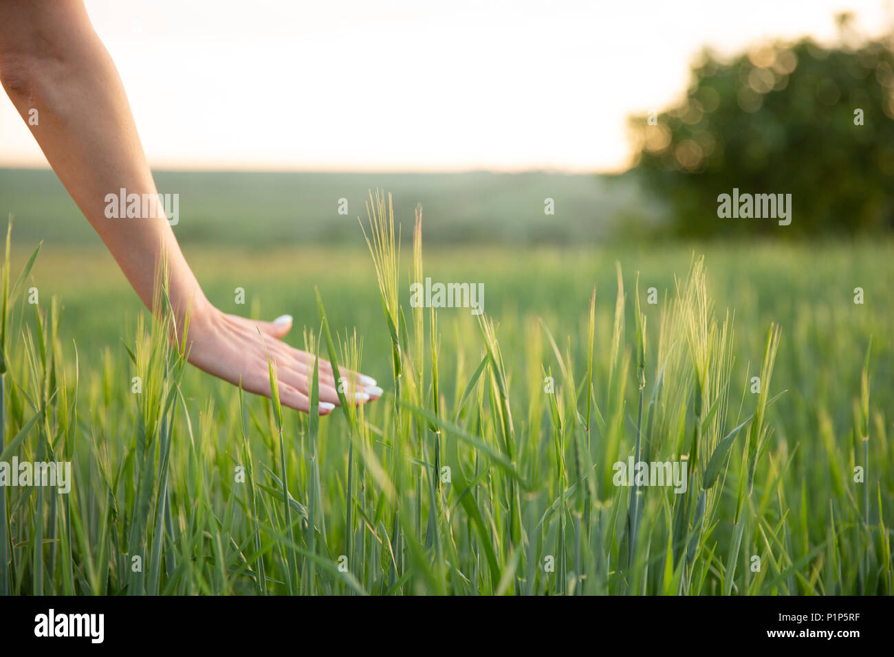 hand touching wheat spikes with her hand at sunset in meadow grass ...