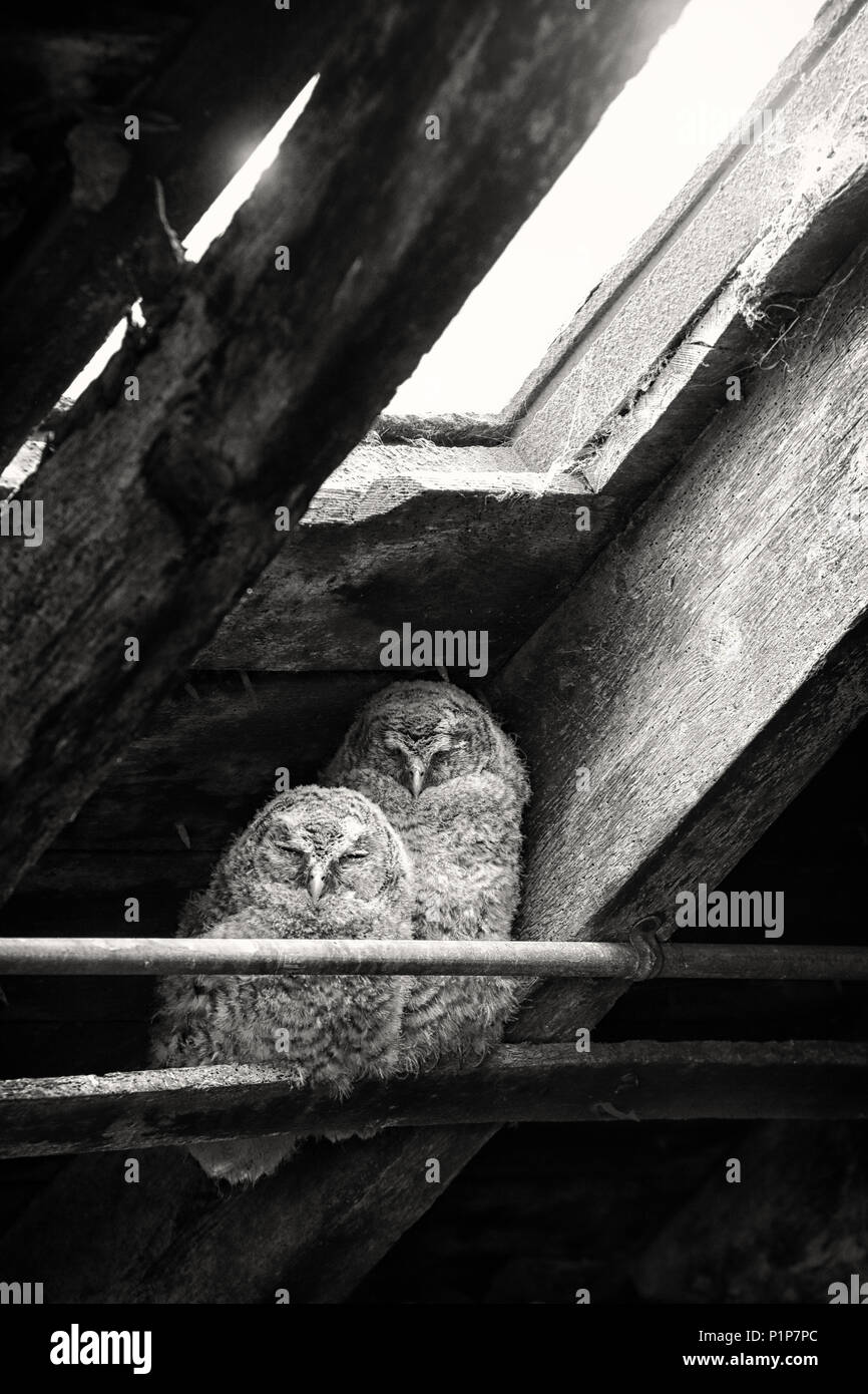 Sleeping barn owl chick hi-res stock photography and images - Alamy