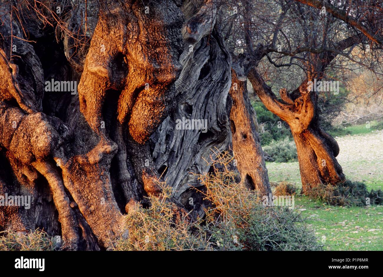 Serra / Sierra (mountain range) de la Tramuntana; millennial olive ...