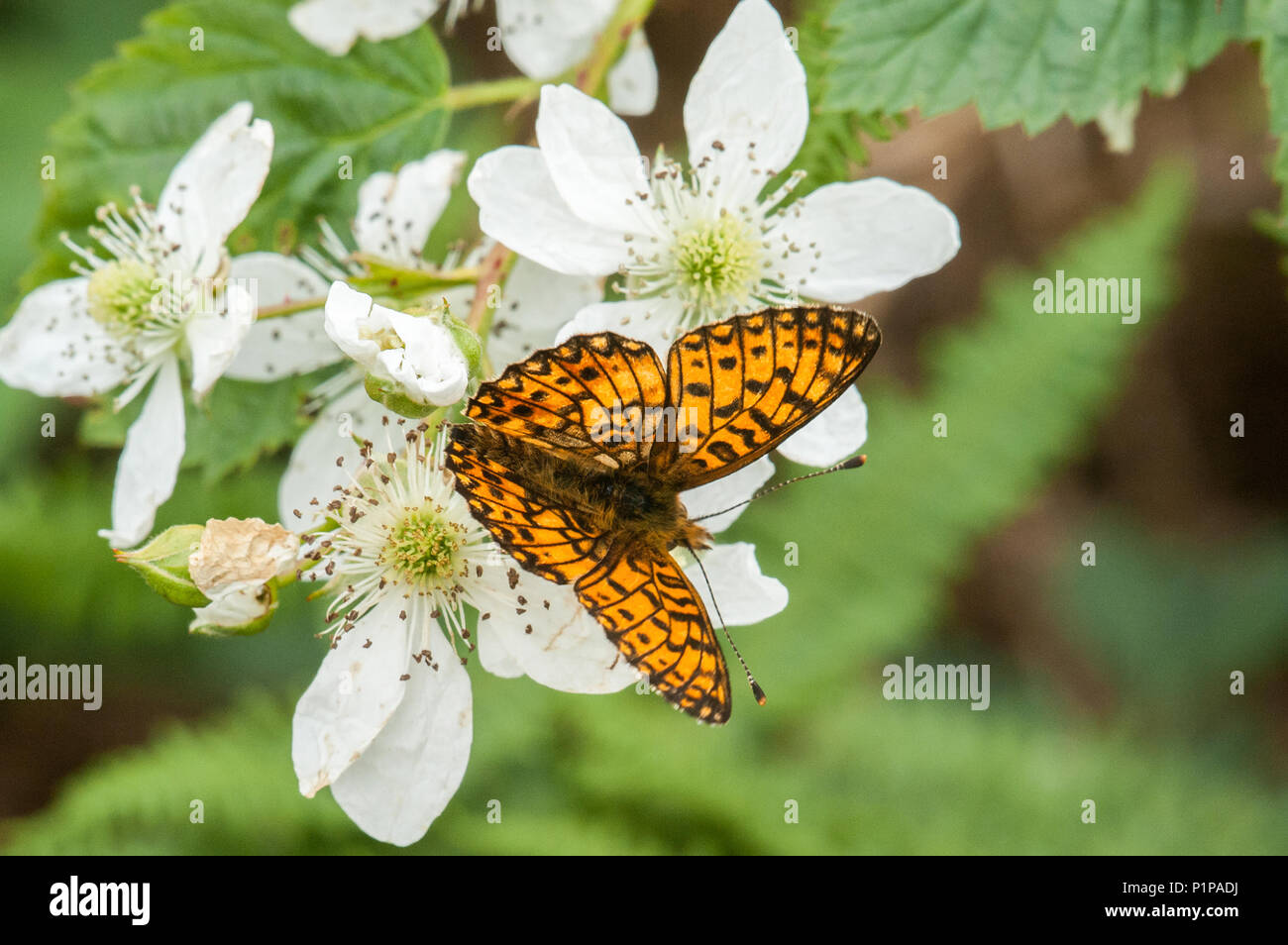 Small Pearl-bordered fritillary butterfly nectaring on bramble flower ...