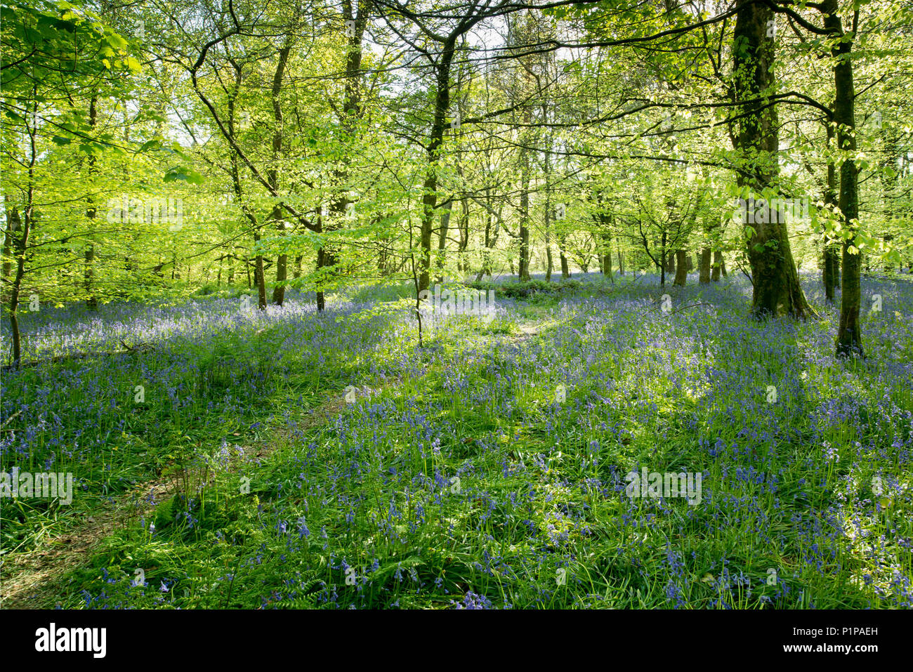 Bluebells woodland scene hyacinthoides hi-res stock photography and ...