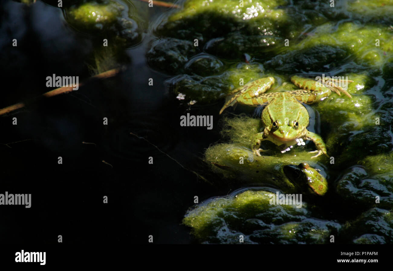 Quacking frog hi-res stock photography and images - Alamy