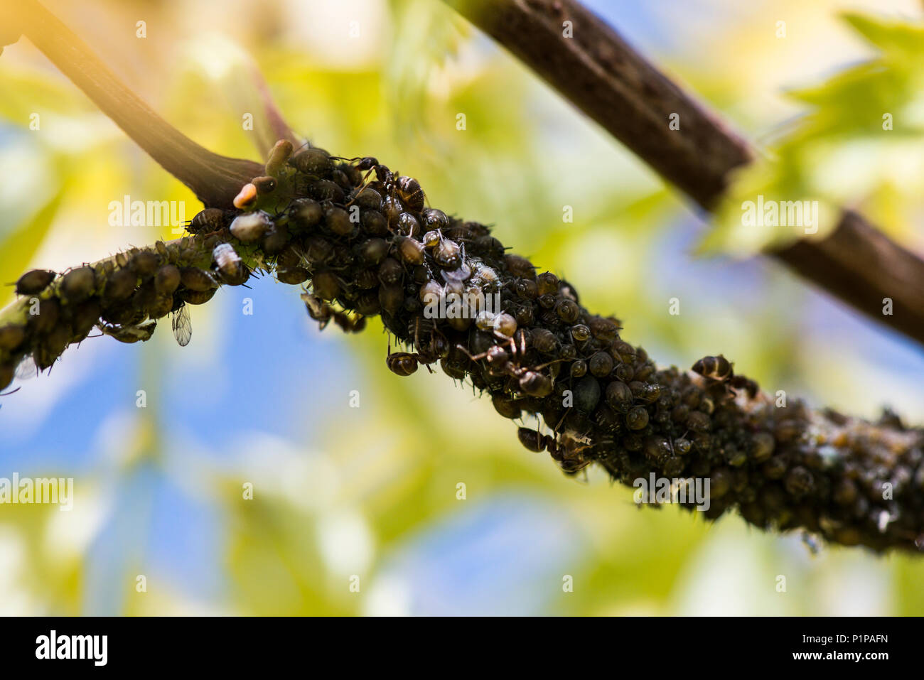 Black bean aphids (Aphis fabae) on a stem of a European red elder ...