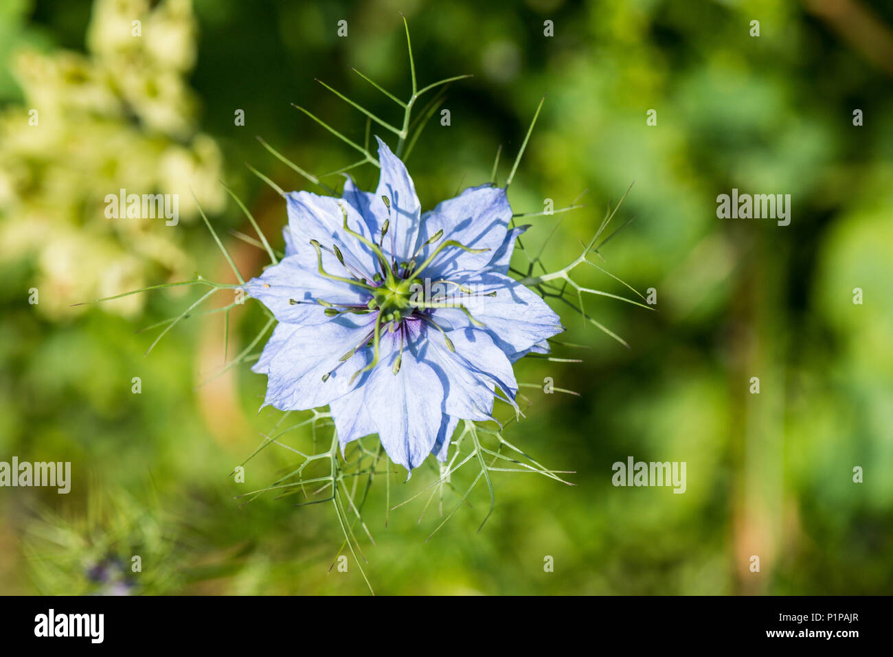 A love-in-a-mist flower (Nigella damascena Stock Photo - Alamy