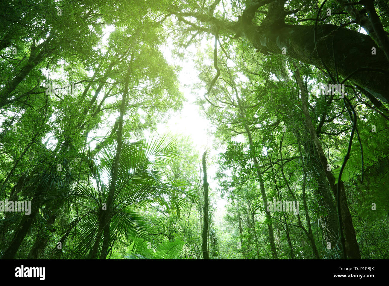 Tree canopy in tropical jungle Stock Photo - Alamy