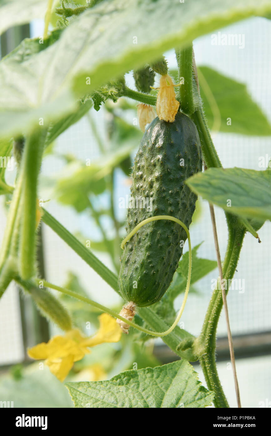 Cucurbitaceae Tendril