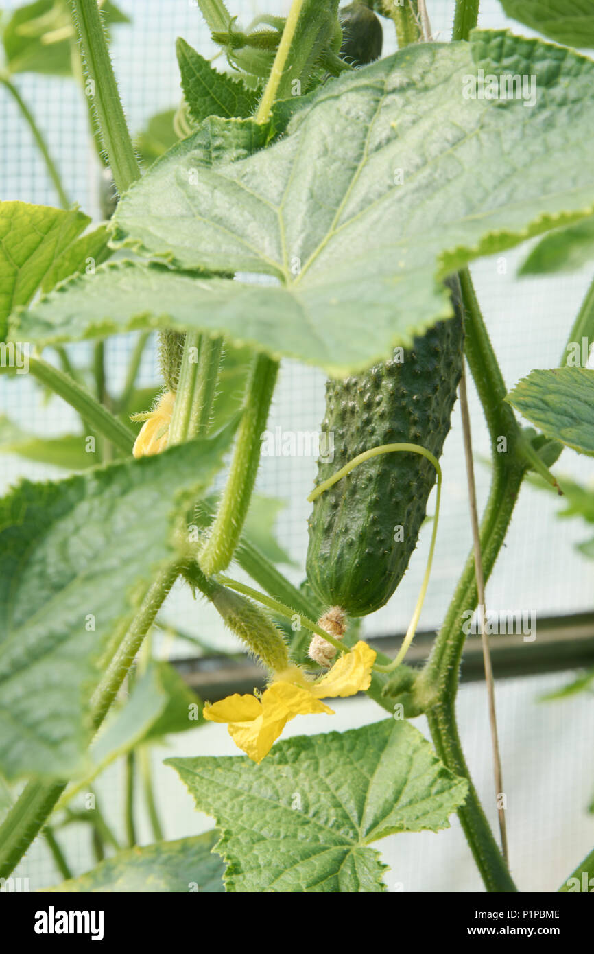 Cucurbitaceae Tendril