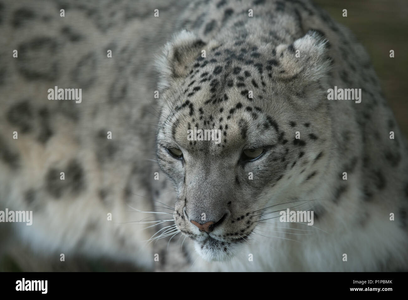 Leaopard hi-res stock photography and images - Alamy