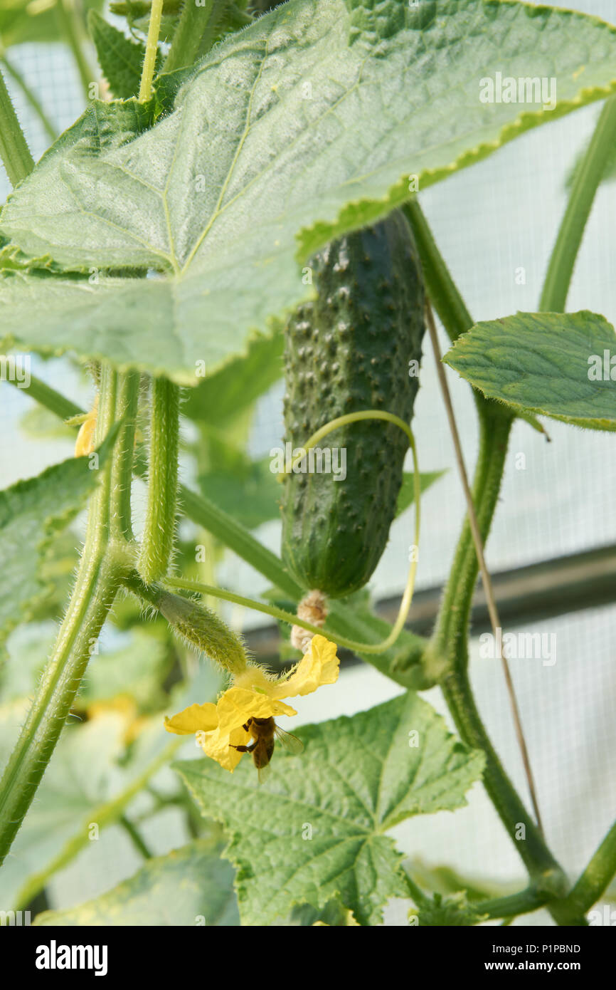 Cucumber flower with bee hi-res stock photography and images - Alamy