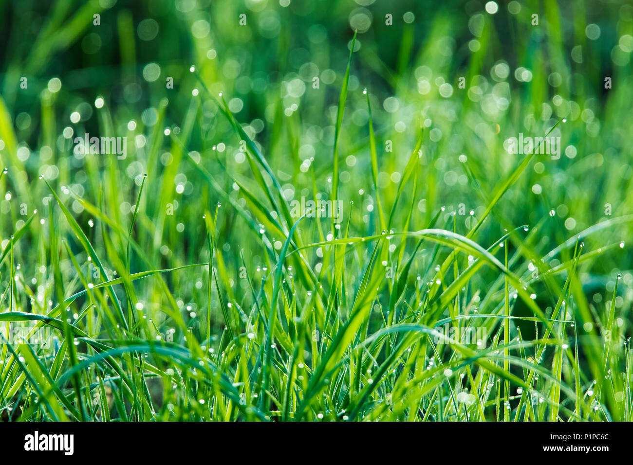 fresh green grass background with dew Stock Photo - Alamy