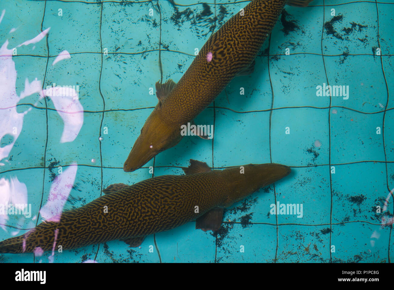big alligator fish in water Stock Photo - Alamy