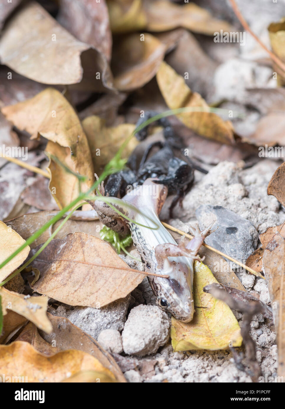 Scorpion eating frog Stock Photo - Alamy