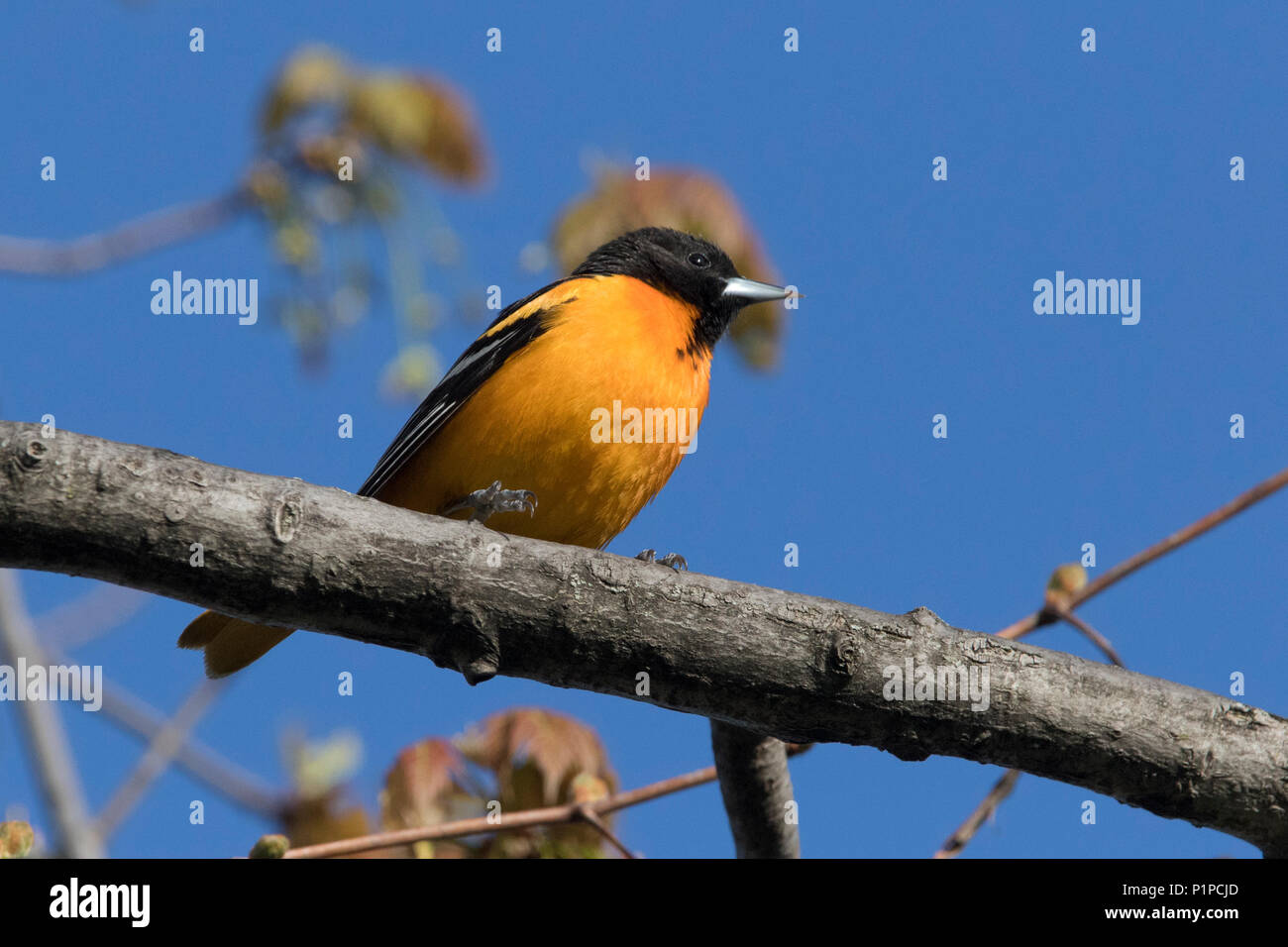 male baltimore oriole in spring Stock Photo - Alamy