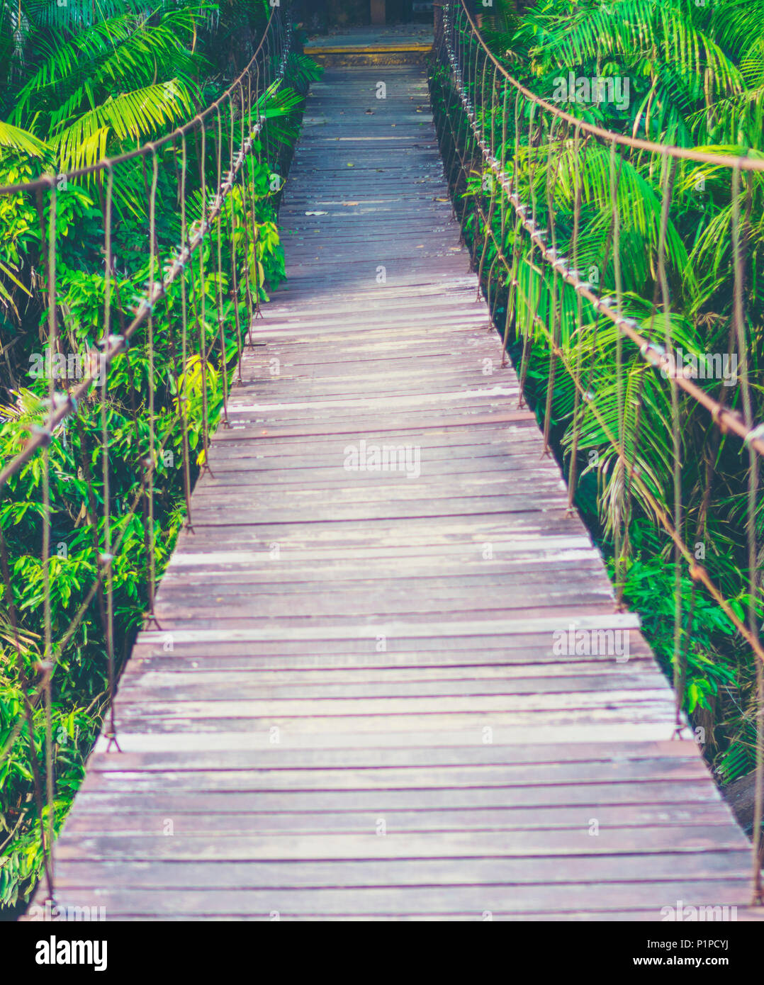 wooden bridge to the forest, nature concept Stock Photo - Alamy